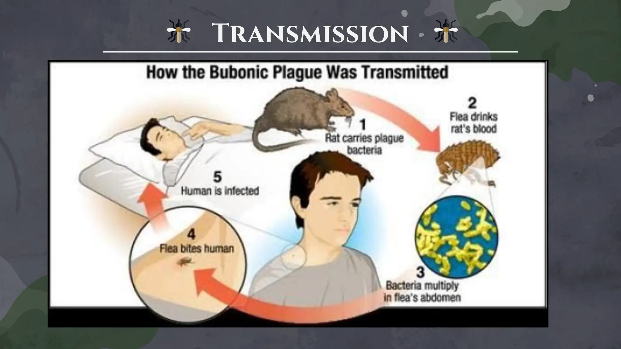 Bubonic Plague Presentation with Unique Template | PDF