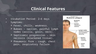 Bubonic Plague caused by the bacterium Yersinia pestis | PPTX