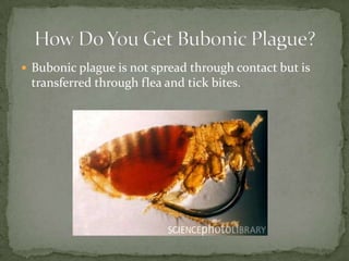 Bubonic plague | PPTX