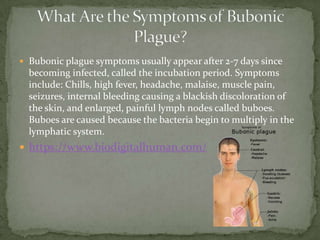 Bubonic plague | PPTX