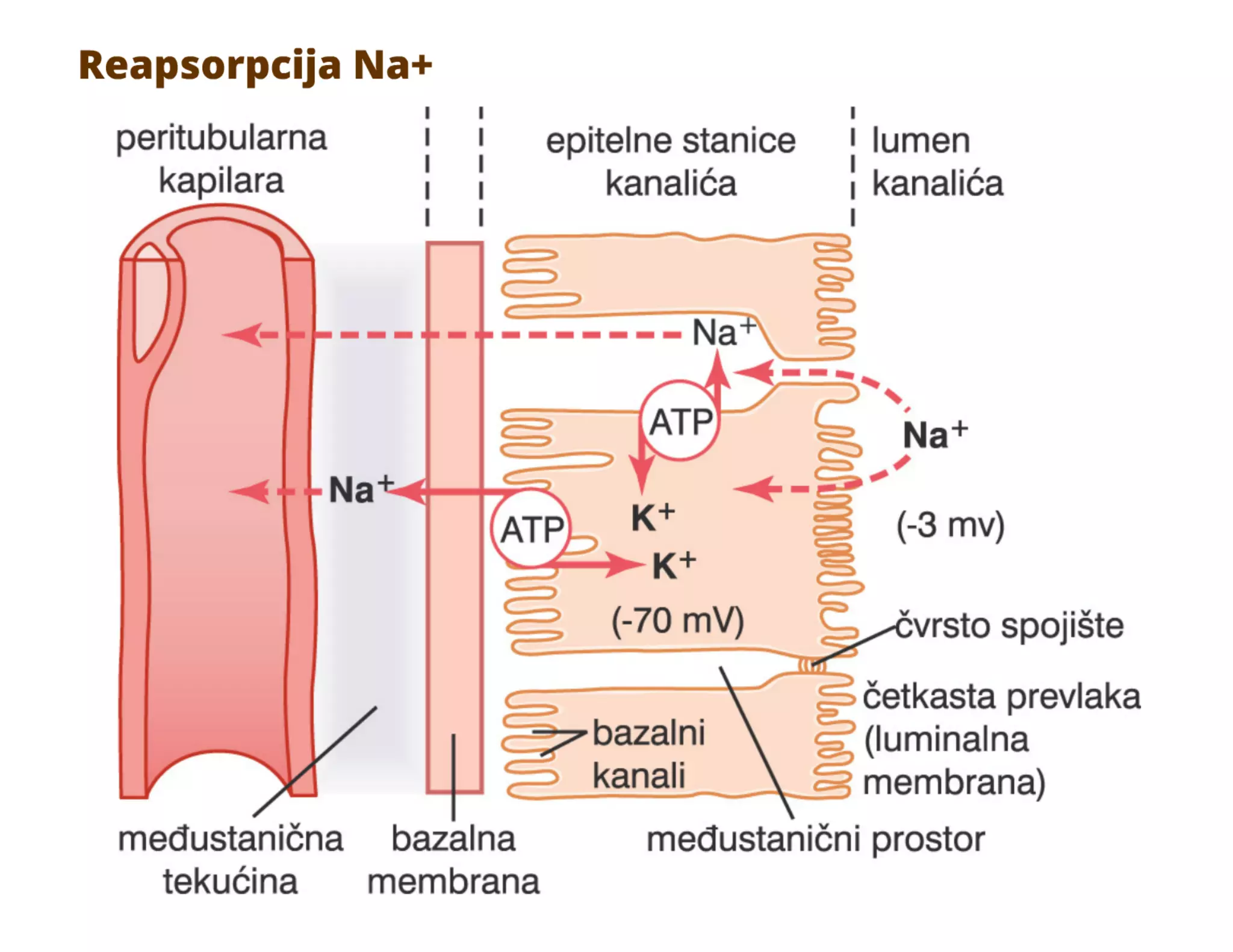 Fiziologija bubrega | PDF
