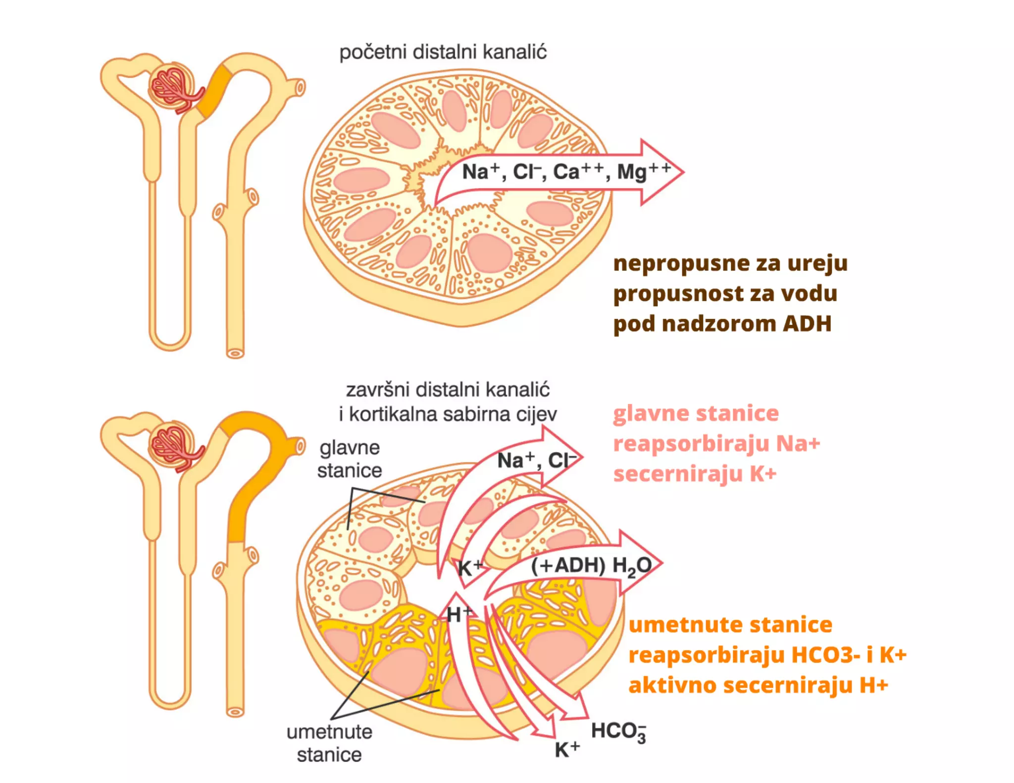Fiziologija bubrega | PDF