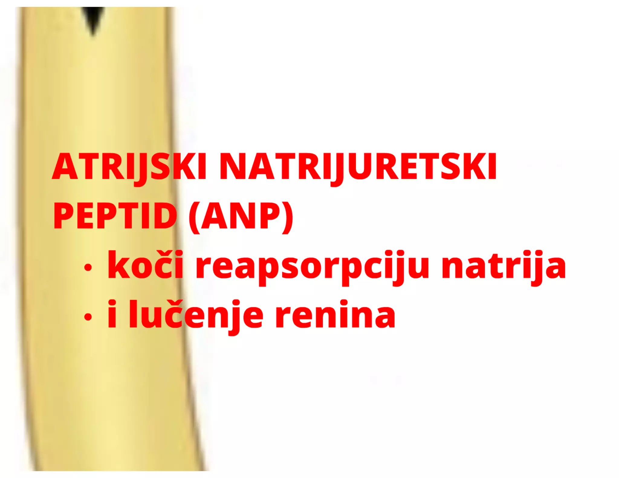 Fiziologija bubrega | PDF