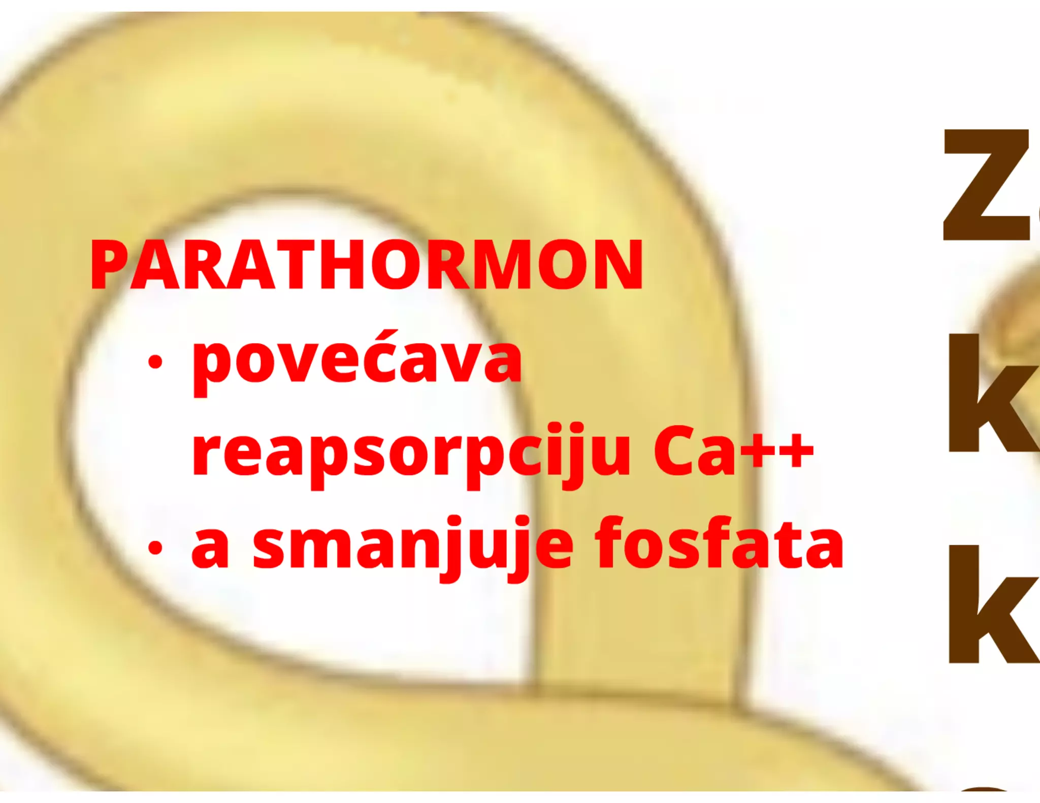 Fiziologija bubrega | PDF