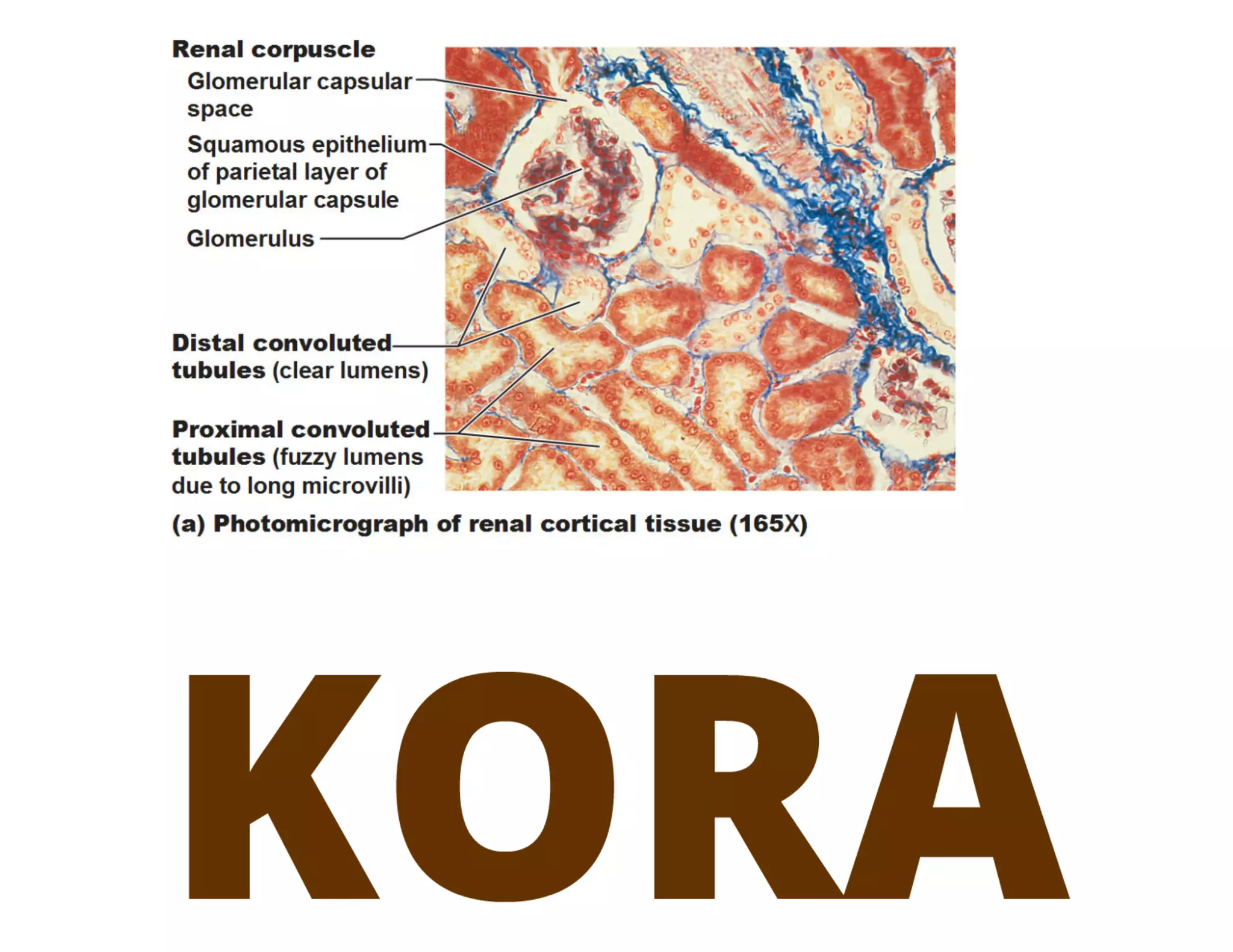 Fiziologija bubrega | PDF