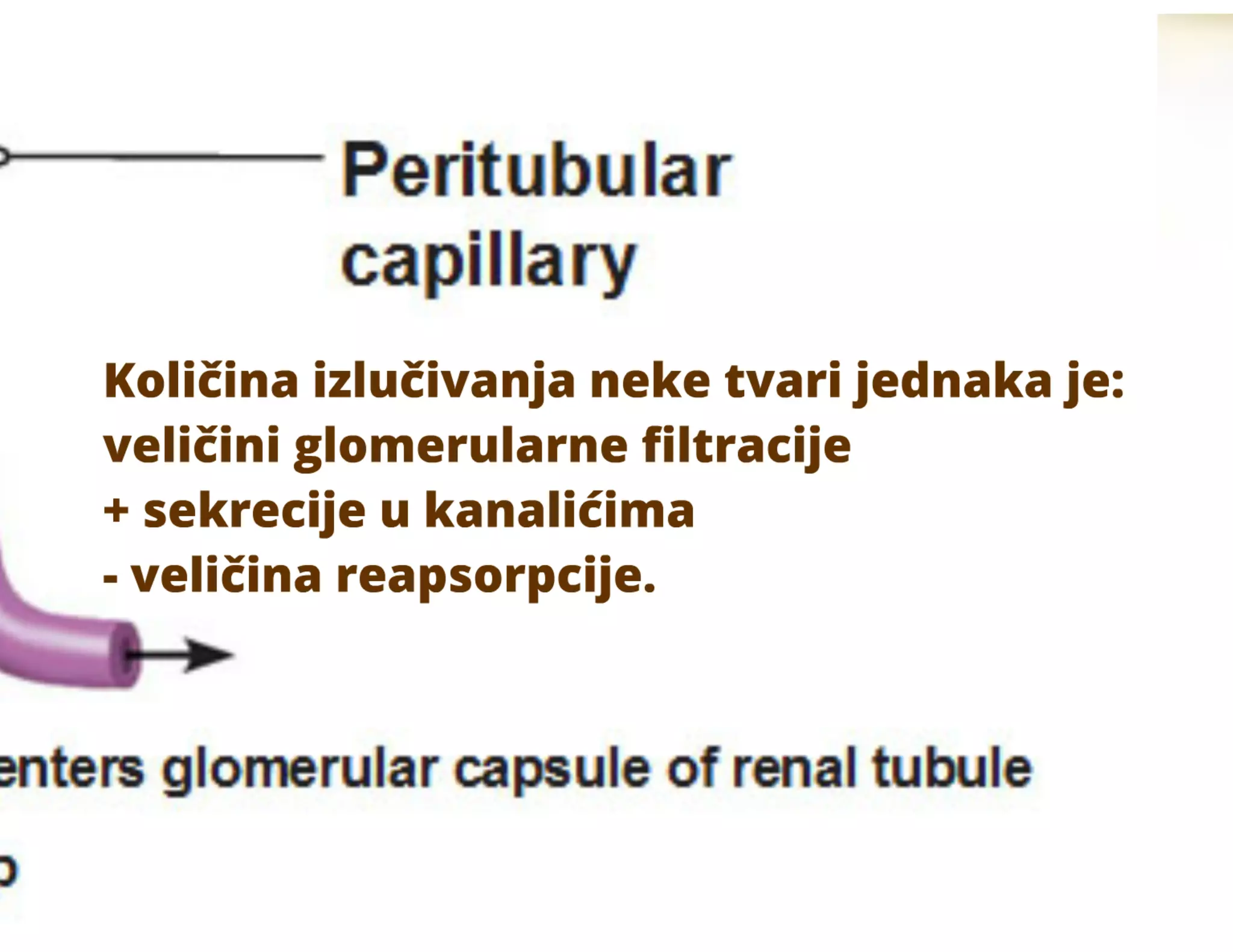 Fiziologija bubrega | PDF