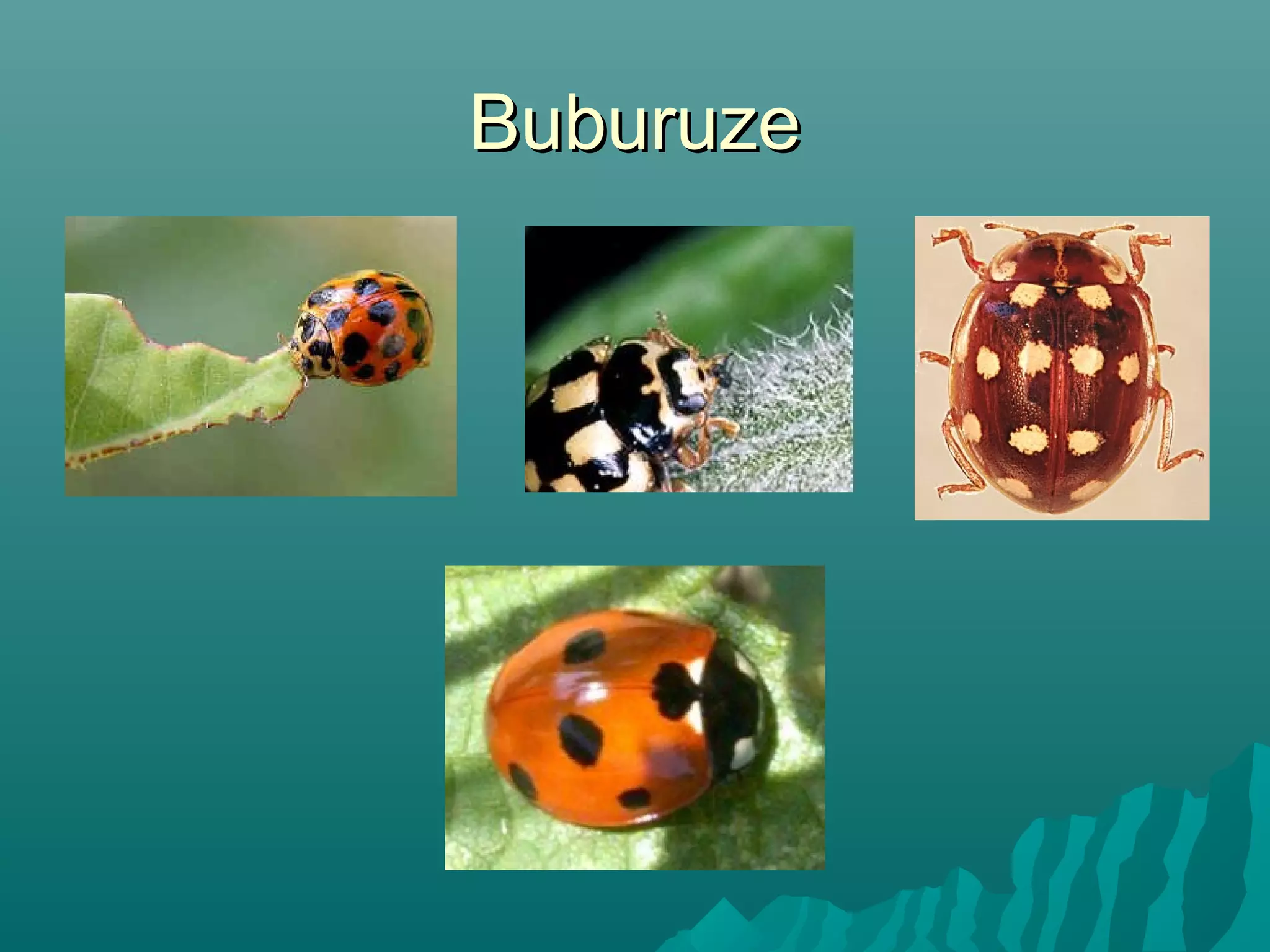 Buburuzeppt | PPT