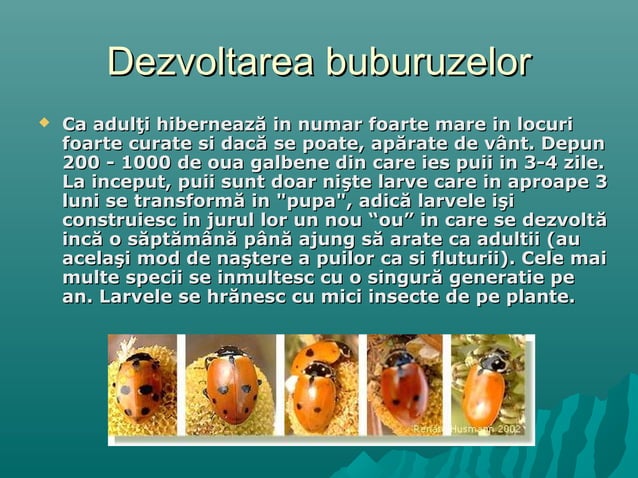 Buburuzeppt | PPT