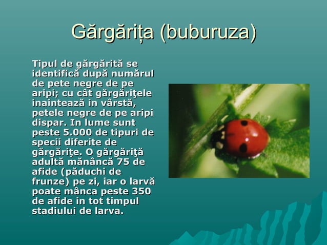 Buburuzeppt | PPT