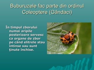 Buburuzeppt | PPT