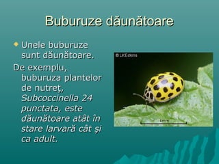 Buburuzeppt | PPT