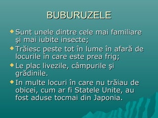 Buburuzeppt | PPT