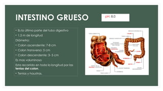 SISTEMA DIGESTIVO diapositivas de histologia y anatomia | PPTX