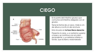 SISTEMA DIGESTIVO diapositivas de histologia y anatomia | PPTX