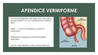 SISTEMA DIGESTIVO diapositivas de histologia y anatomia | PPTX