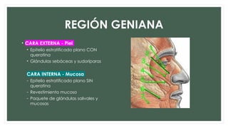 SISTEMA DIGESTIVO diapositivas de histologia y anatomia | PPTX