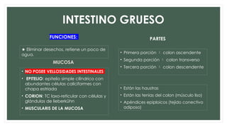 SISTEMA DIGESTIVO diapositivas de histologia y anatomia | PPTX