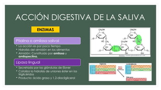 SISTEMA DIGESTIVO diapositivas de histologia y anatomia | PPTX