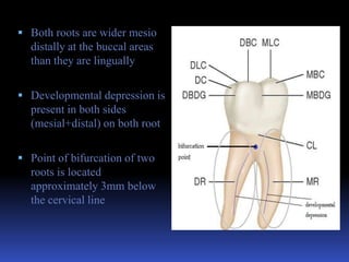 mandibular permenant first__molar | PPTX