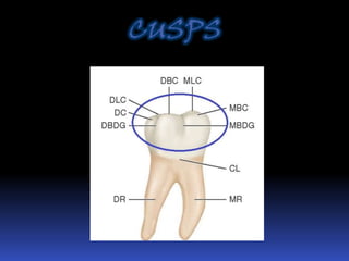 mandibular permenant first__molar | PPTX