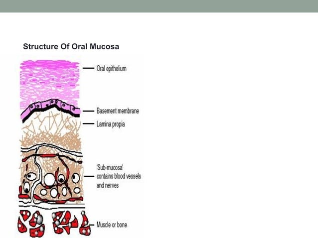 Buccal bioadhesive drug delivery system G1ppt | PPT