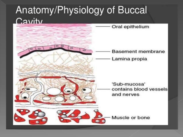Buccal drug delivery system | PPTX | Ear, Nose and Throat Conditions ...