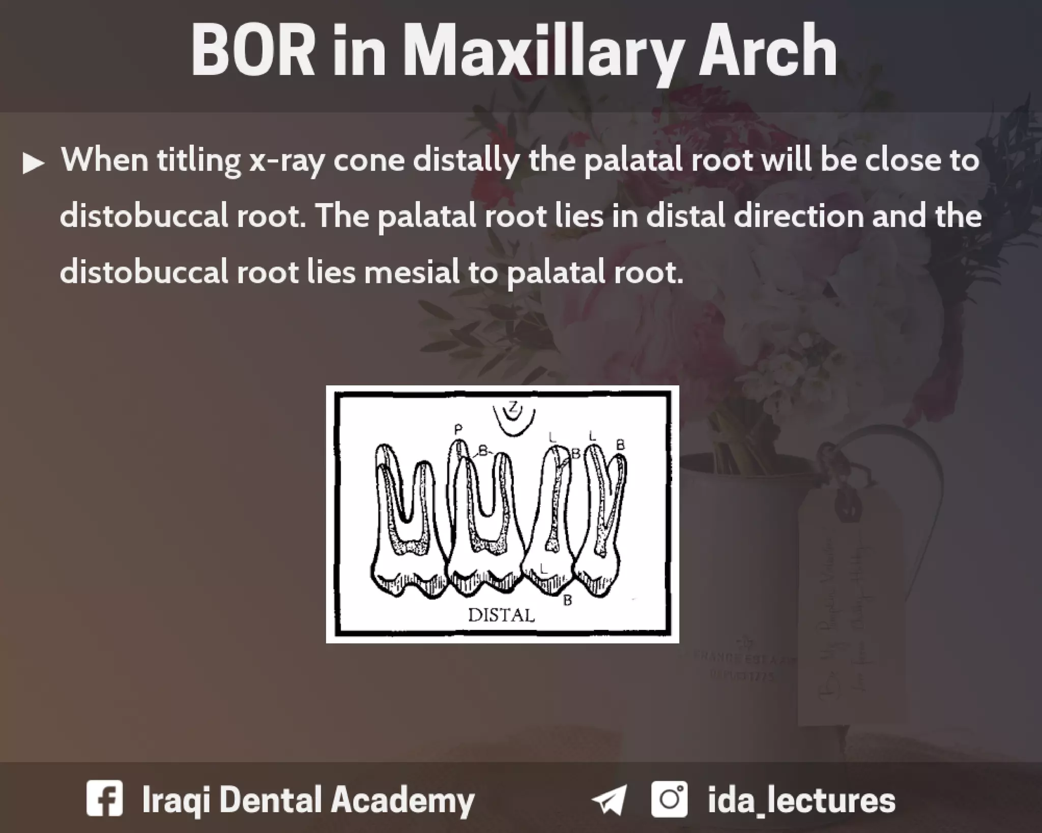 Buccal Object Rule - A Radiographic Aid in Dental Practice. | PDF
