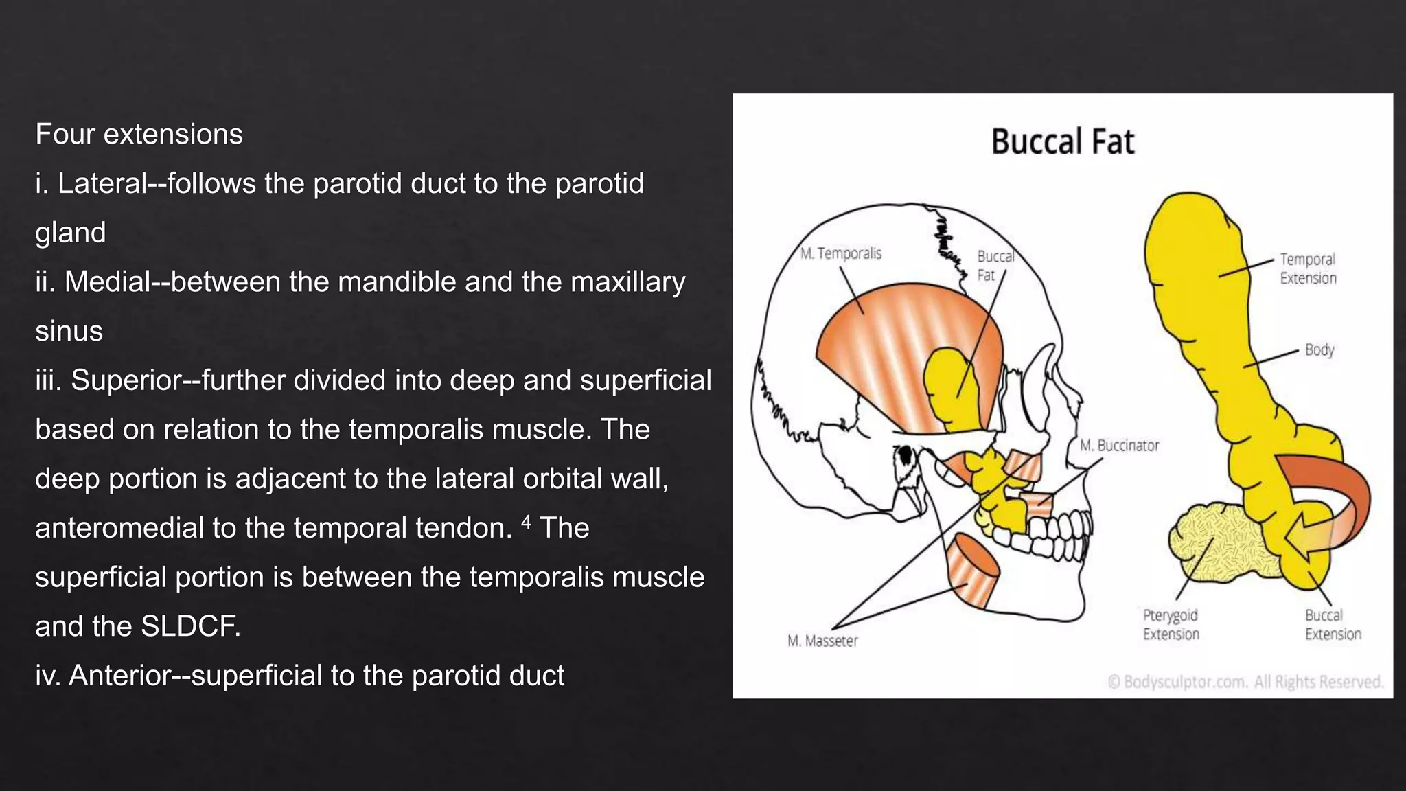 Buccal space anatomy | PPTX