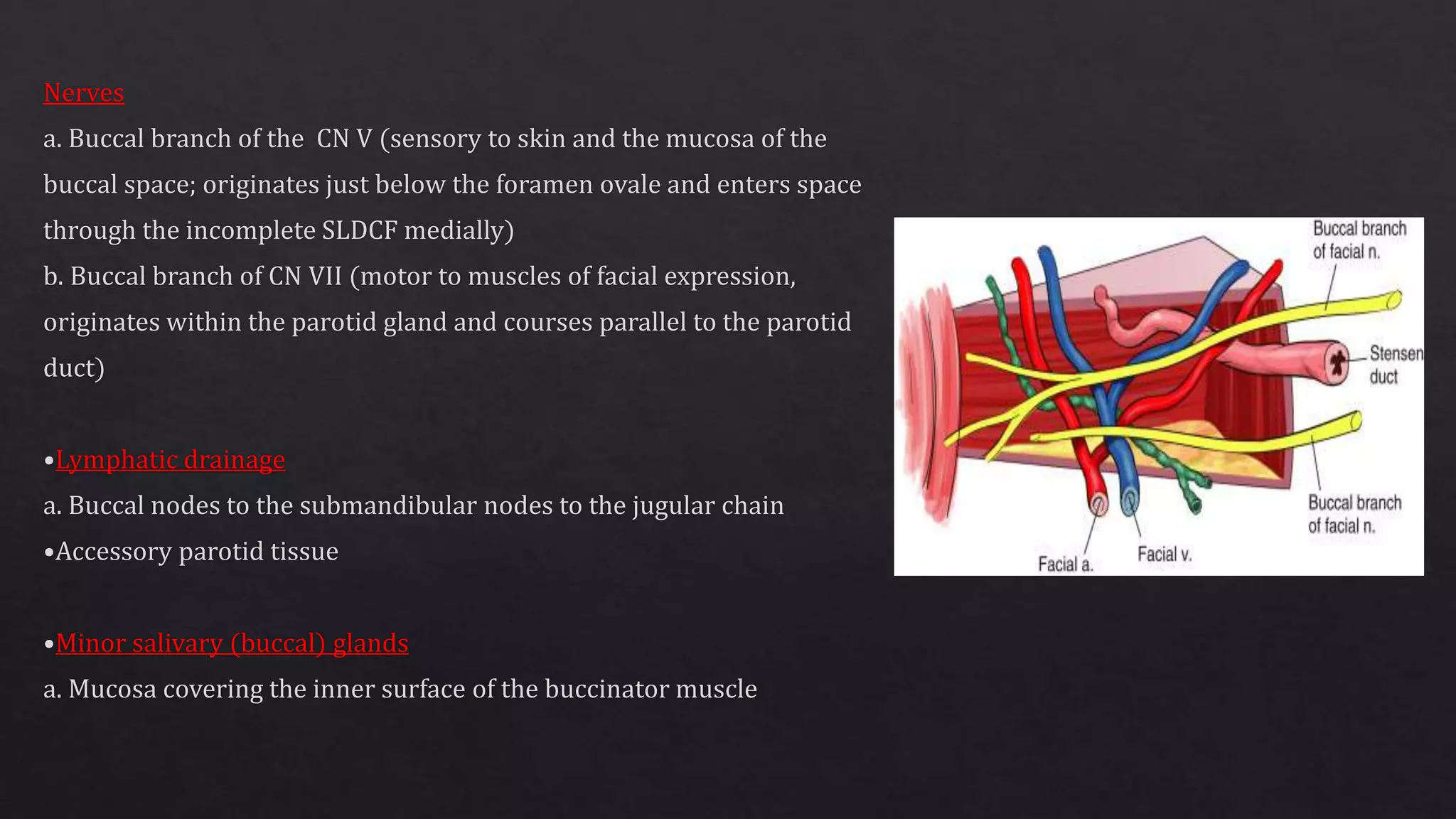 Buccal space anatomy | PPTX