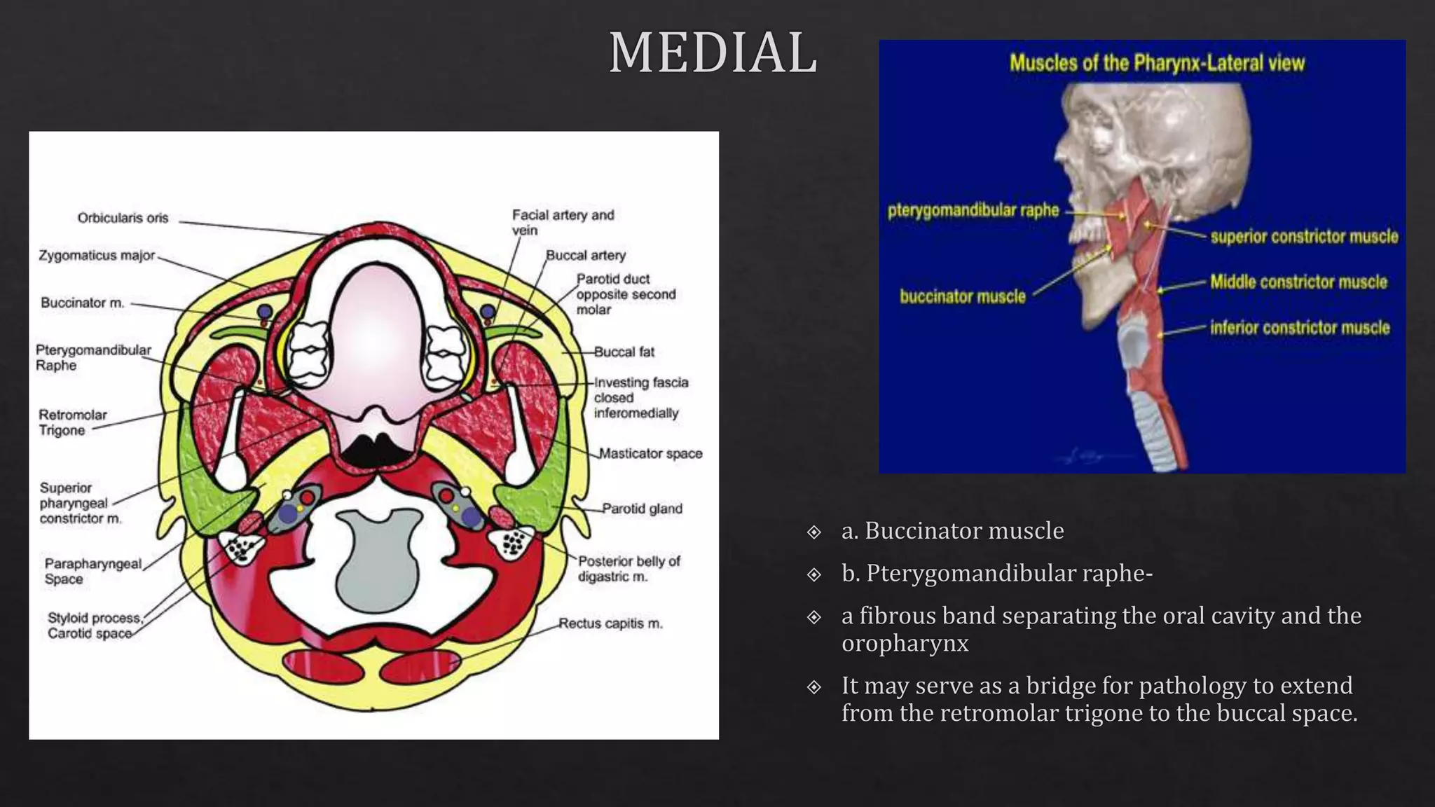 Buccal space anatomy | PPTX