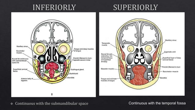 Buccal space anatomy | PPTX | Ear, Nose and Throat Conditions ...