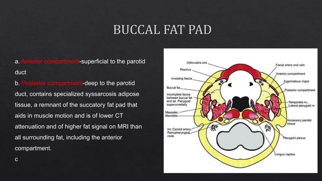 Buccal space anatomy | PPTX | Ear, Nose and Throat Conditions ...
