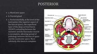 Buccal space anatomy | PPTX