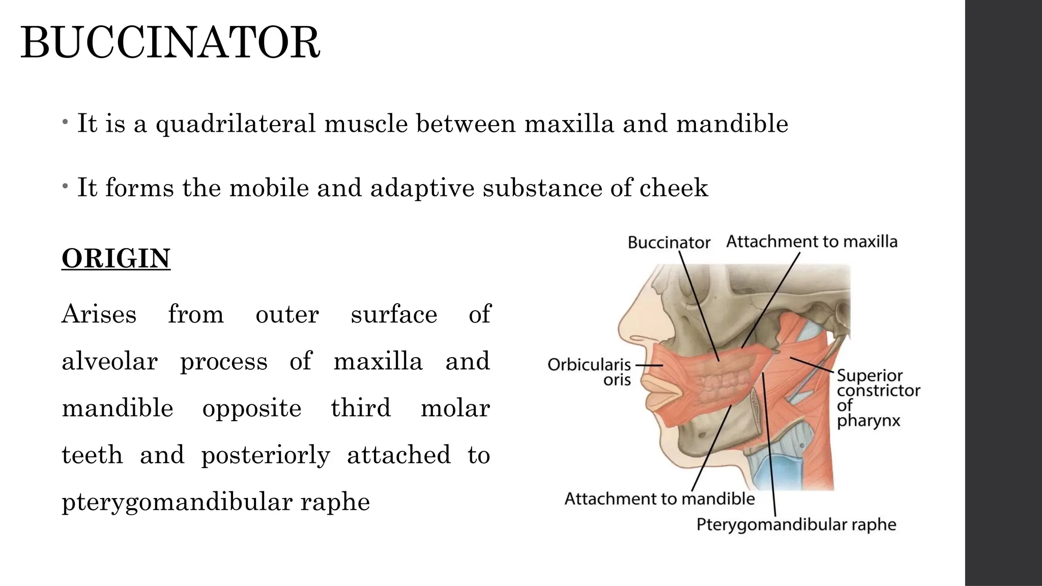 buccinator mechanism.pptx in orthodontic | PPTX