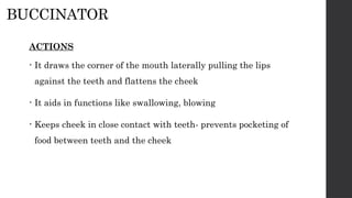 buccinator mechanism.pptx in orthodontic | PPTX