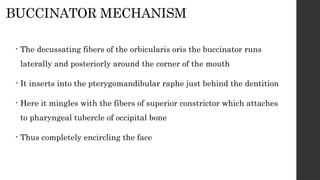 buccinator mechanism.pptx in orthodontic | PPTX