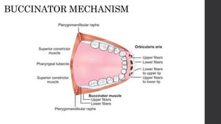 buccinator mechanism.pptx in orthodontic | PPTX