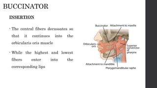 buccinator mechanism.pptx in orthodontic | PPTX