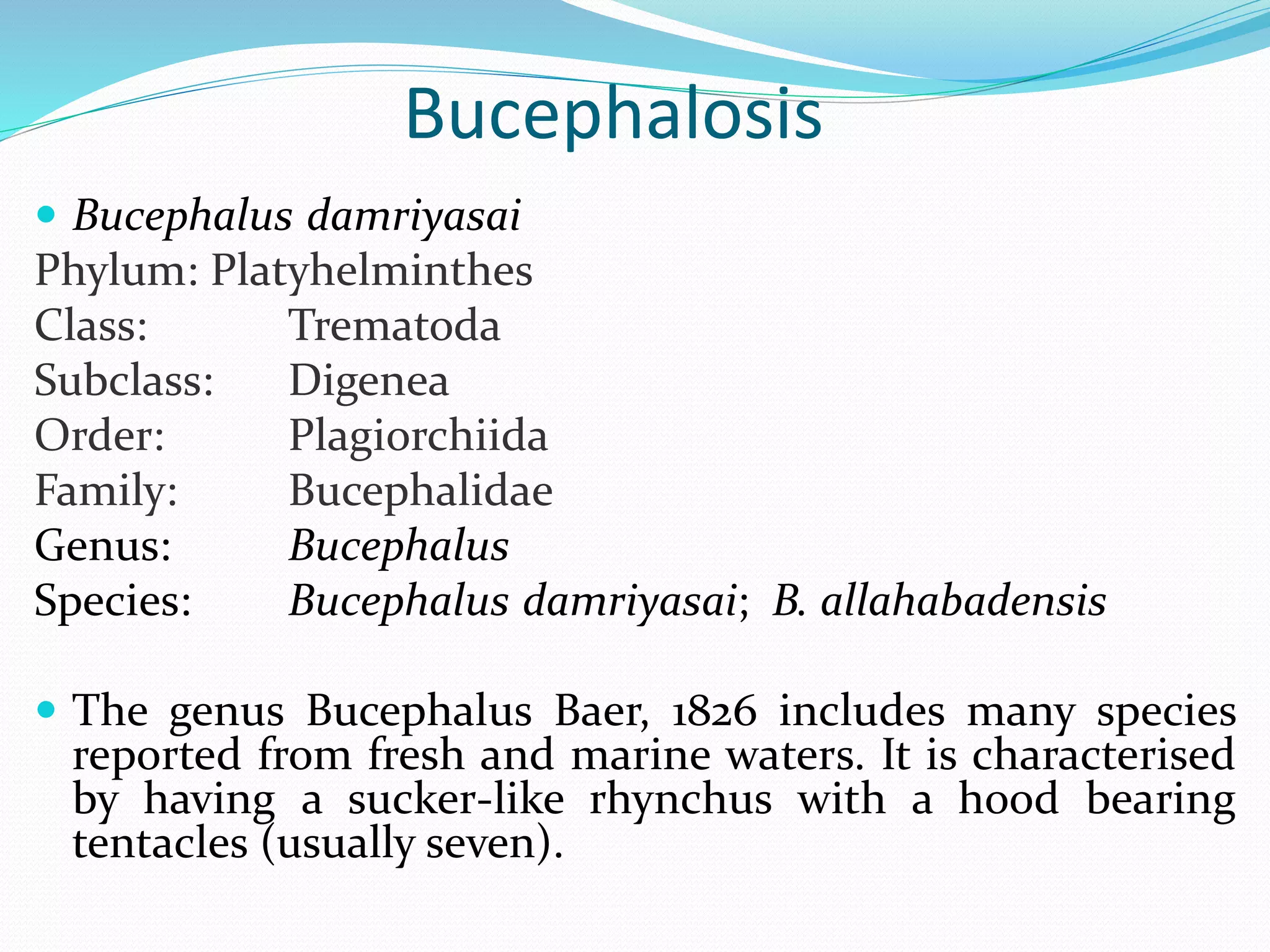 Bucephalosis.pdf