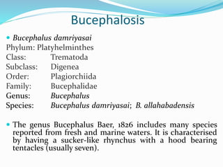 Bucephalosis.pdf