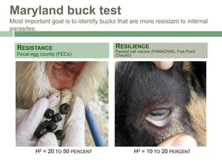 Buck development | PPT