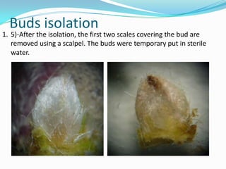 Bud culture | PPTX