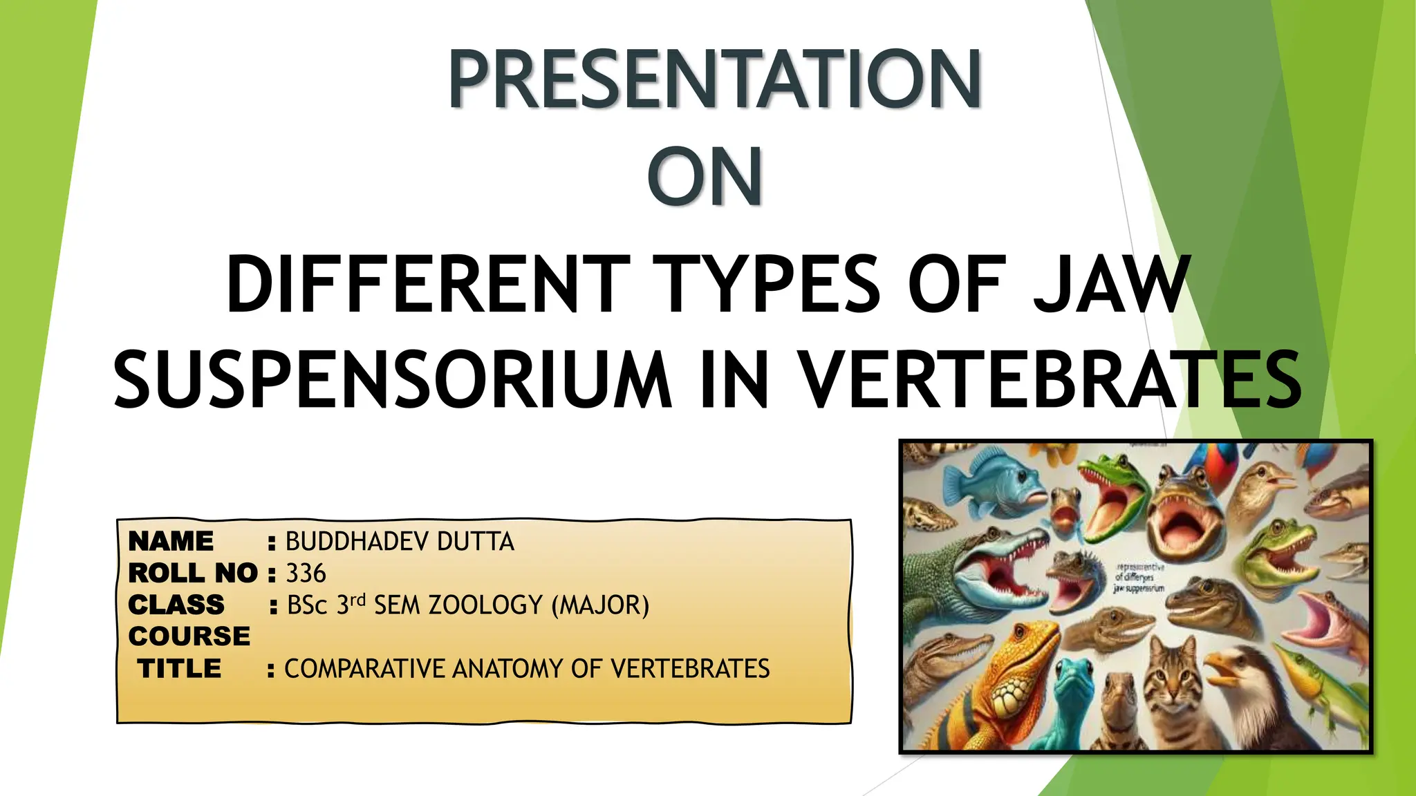 Jaw suspension in different Vertebrates | PDF