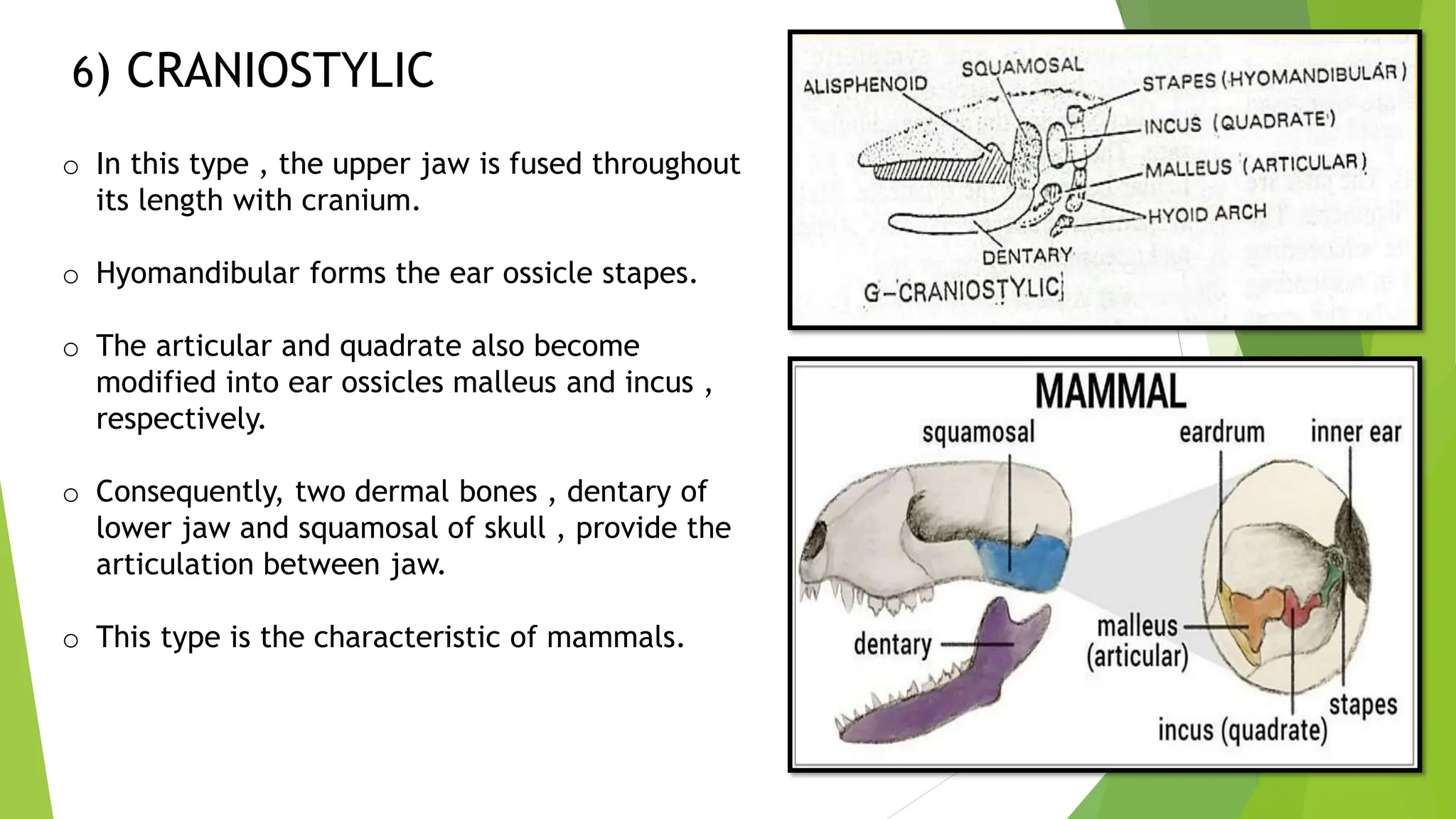 Jaw suspension in different Vertebrates | PDF