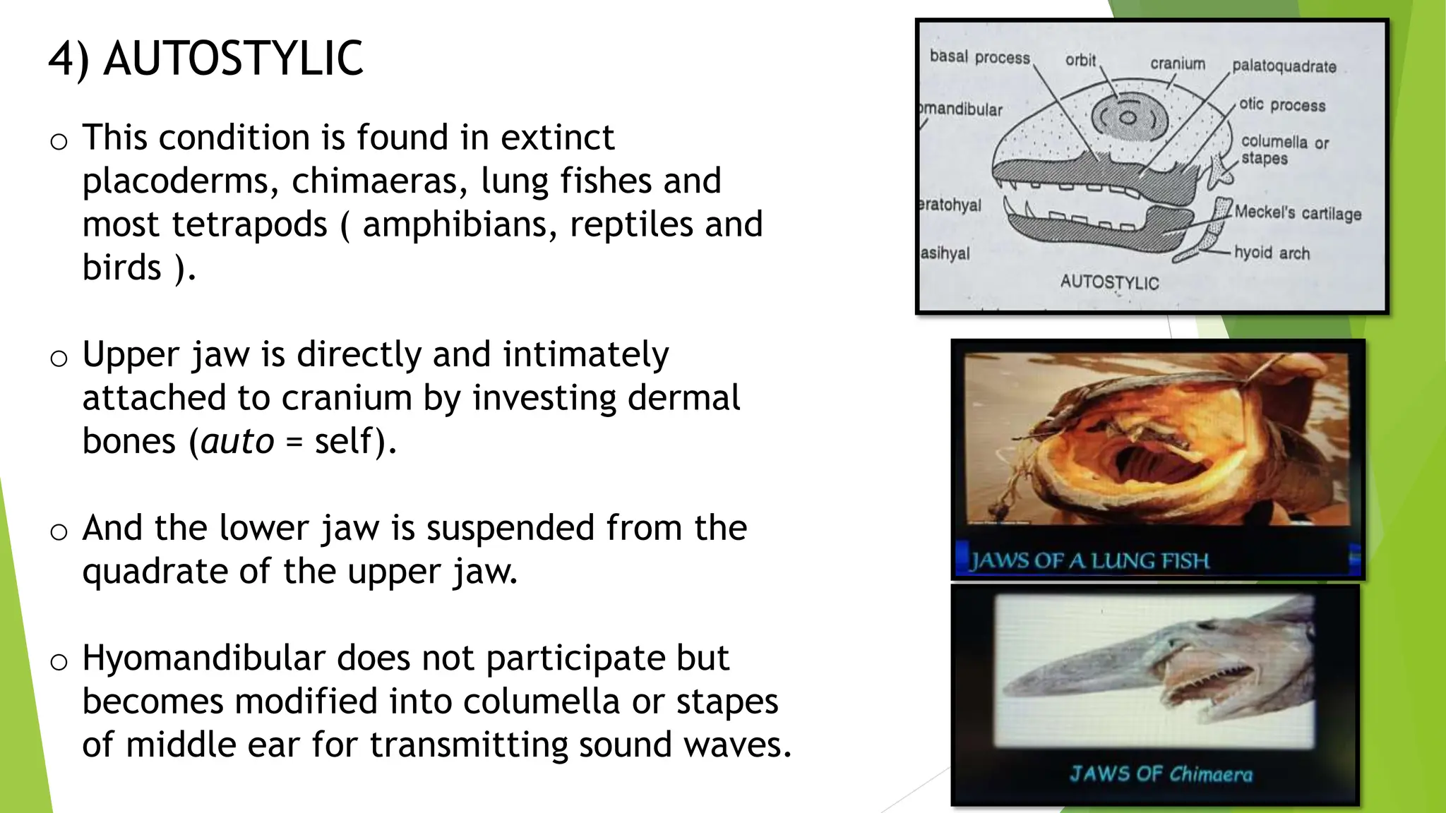 Jaw suspension in different Vertebrates | PDF