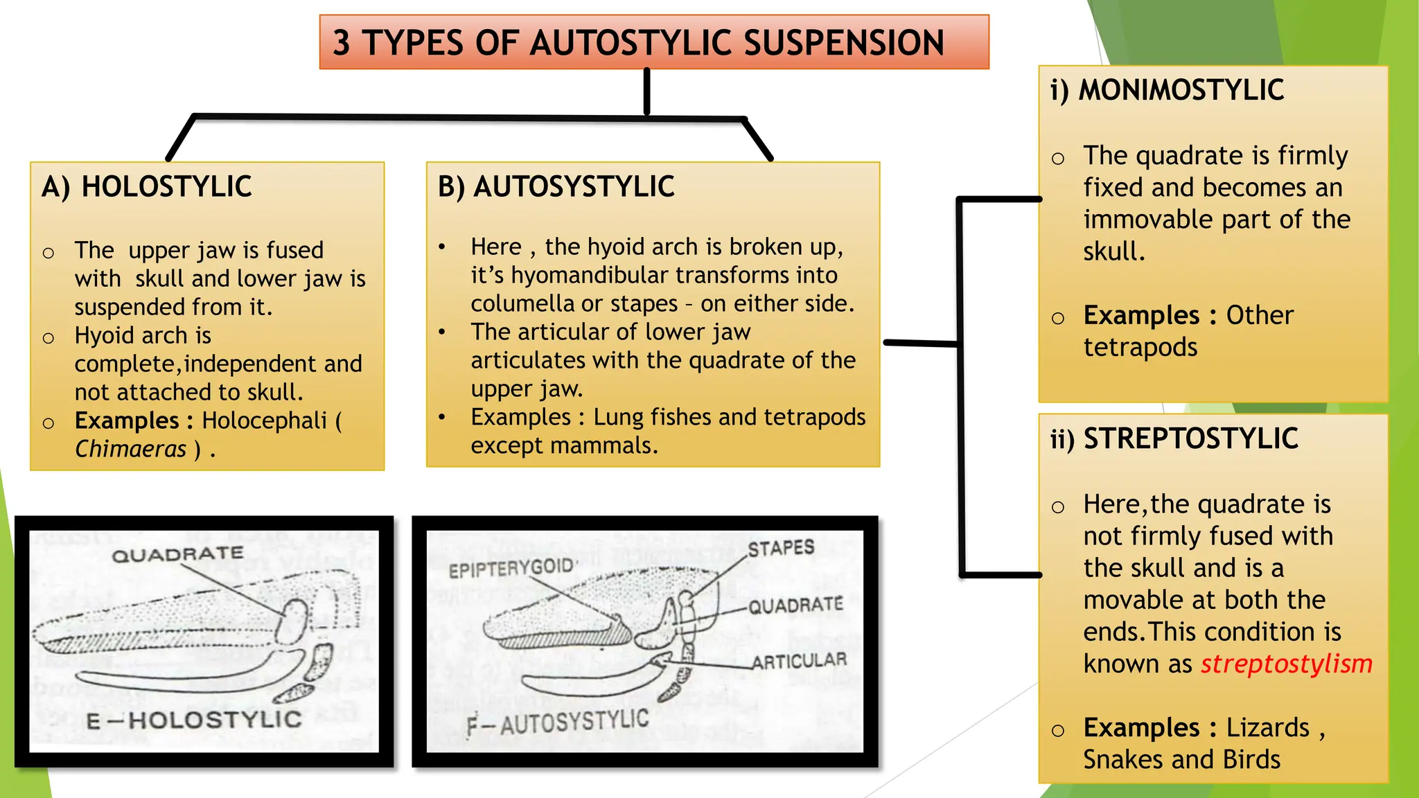 Jaw suspension in different Vertebrates | PDF