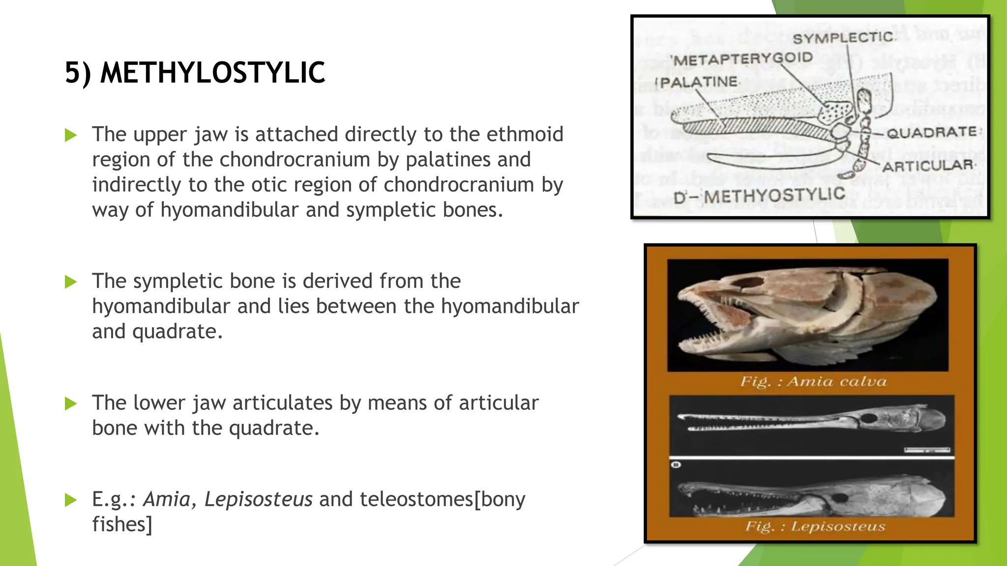 Jaw suspension in different Vertebrates | PDF