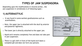 Jaw suspension in different Vertebrates | PDF