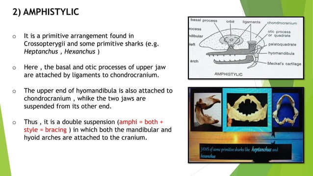 Jaw suspension in different Vertebrates | PDF