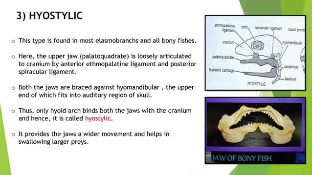 Jaw suspension in different Vertebrates | PDF